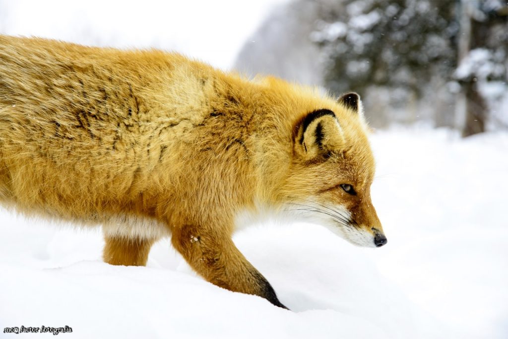 Kitakitsune Farm – Highlight Finder